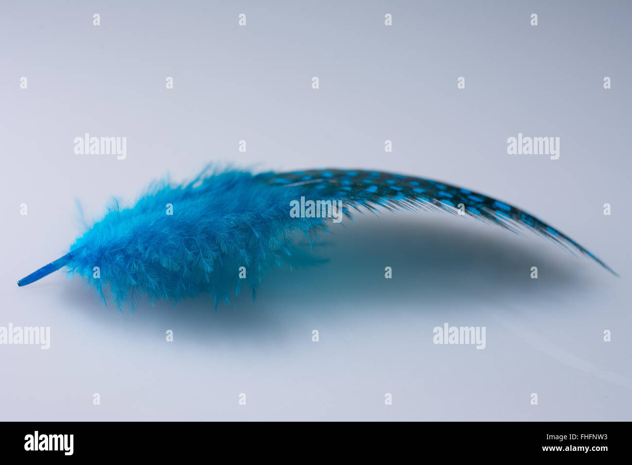 Blue Single Guinea Plumage Feather Stock Photo - Alamy