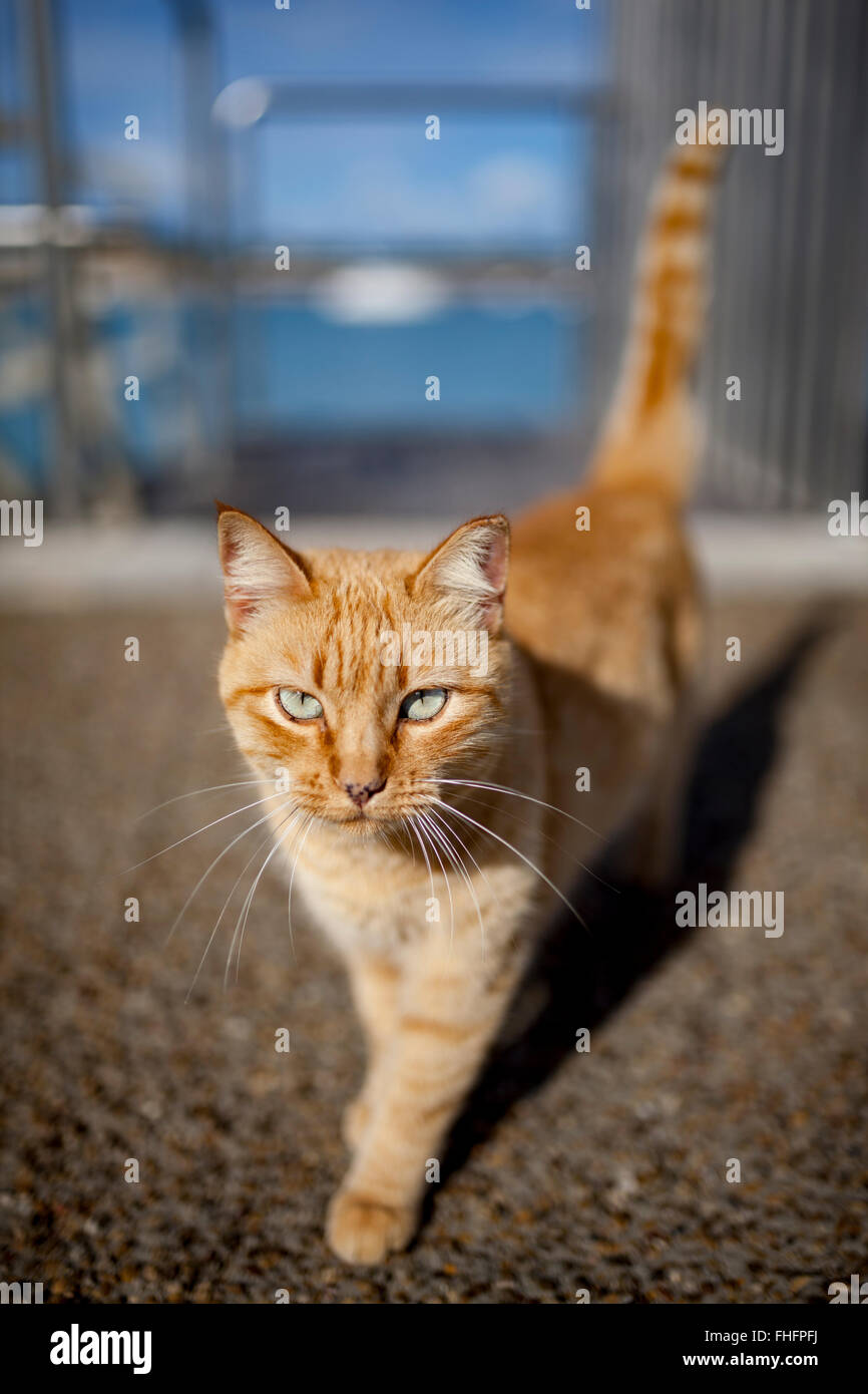 A orange cat Stock Photo - Alamy