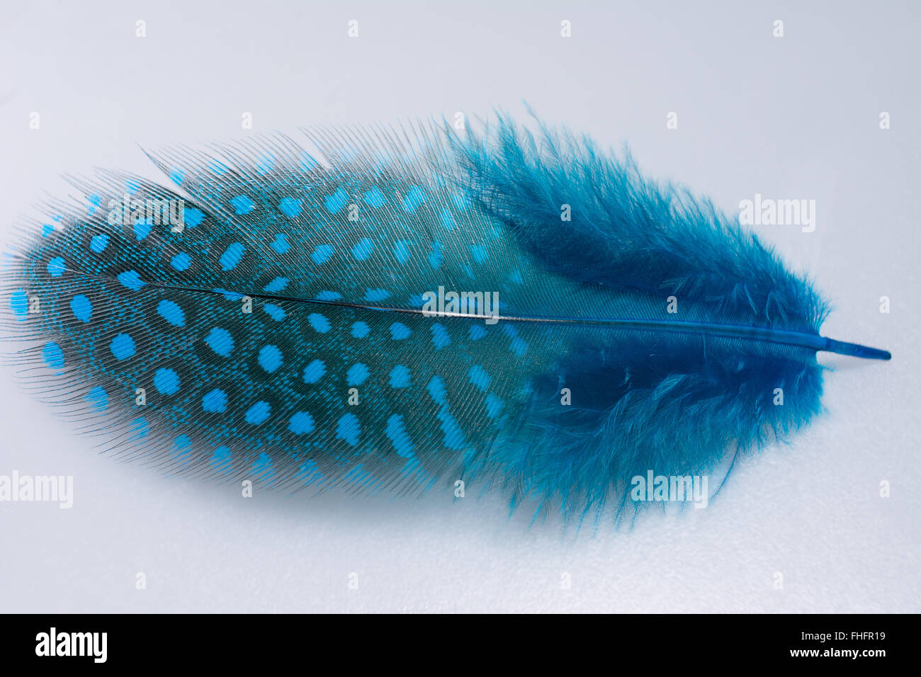 Light blue plumage hi-res stock photography and images - Alamy