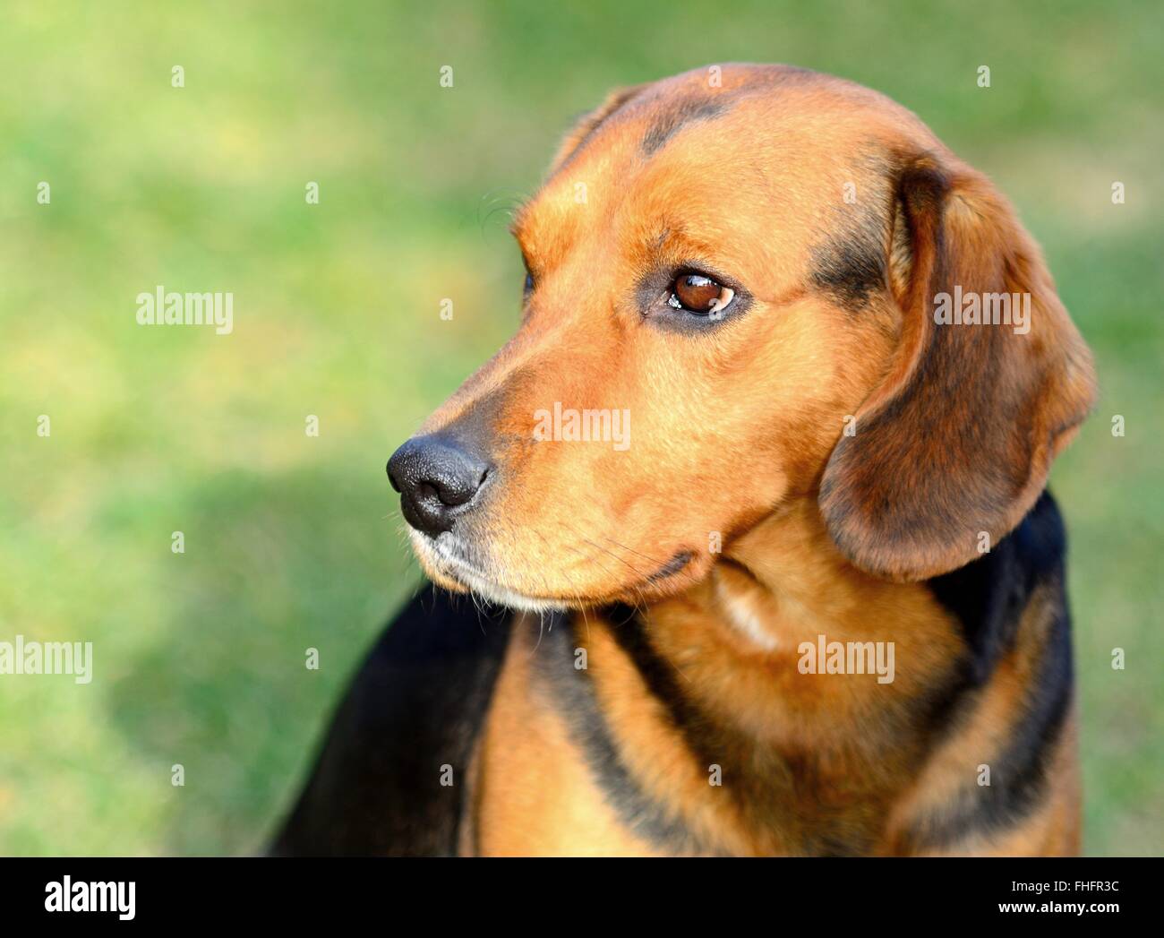 Closeup head portrait of Beagle dog on a green background Stock Photo ...