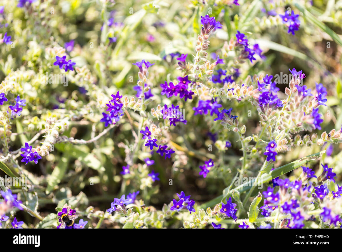 macro of purple heather for backgrounds Stock Photo - Alamy