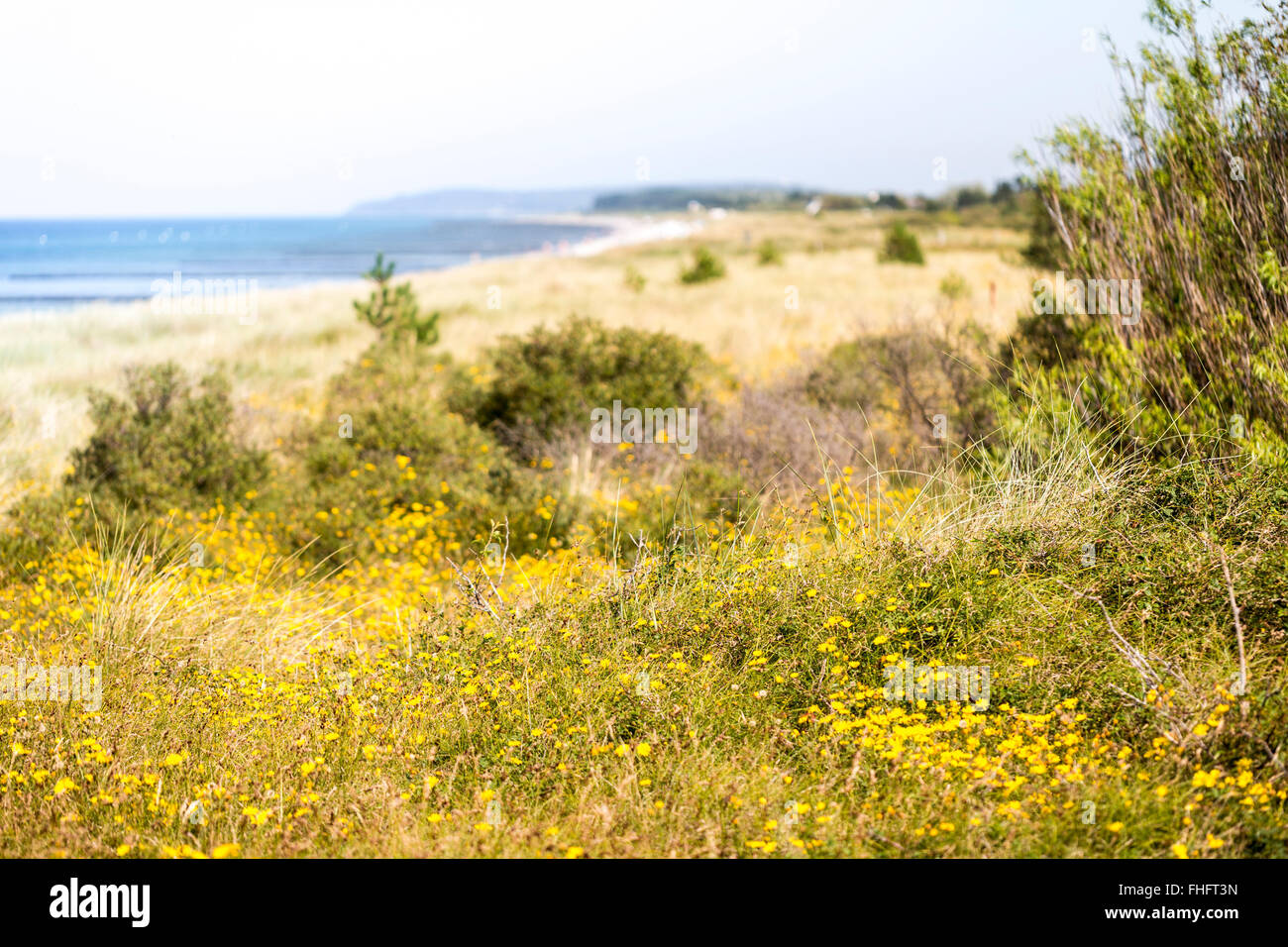 heath landscape at the ocean at Hiddensee island Stock Photo - Alamy