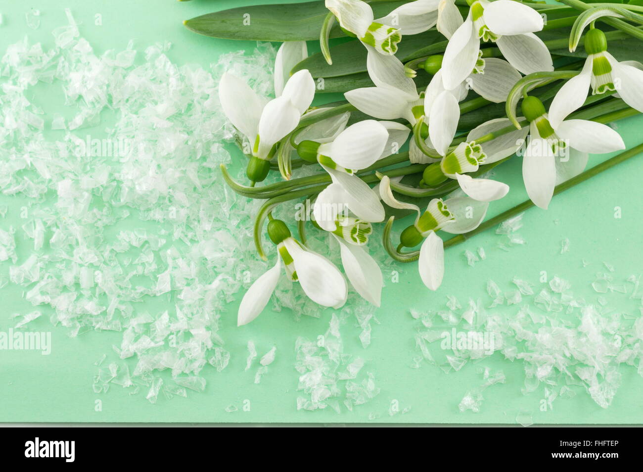 Bunch of fresh snowdrops on soft background Stock Photo - Alamy