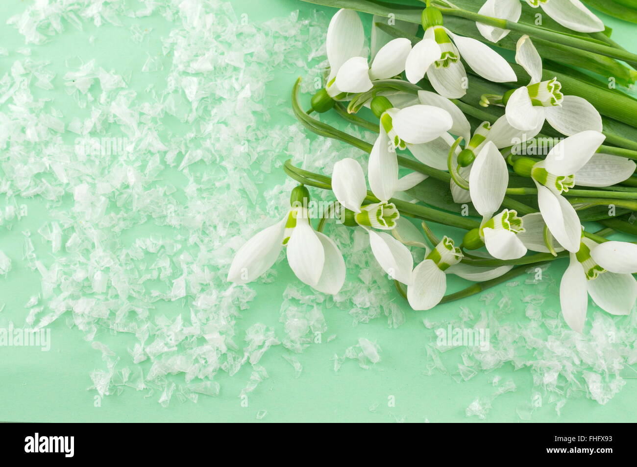 Soft white snowdrops blossom hi-res stock photography and images - Alamy