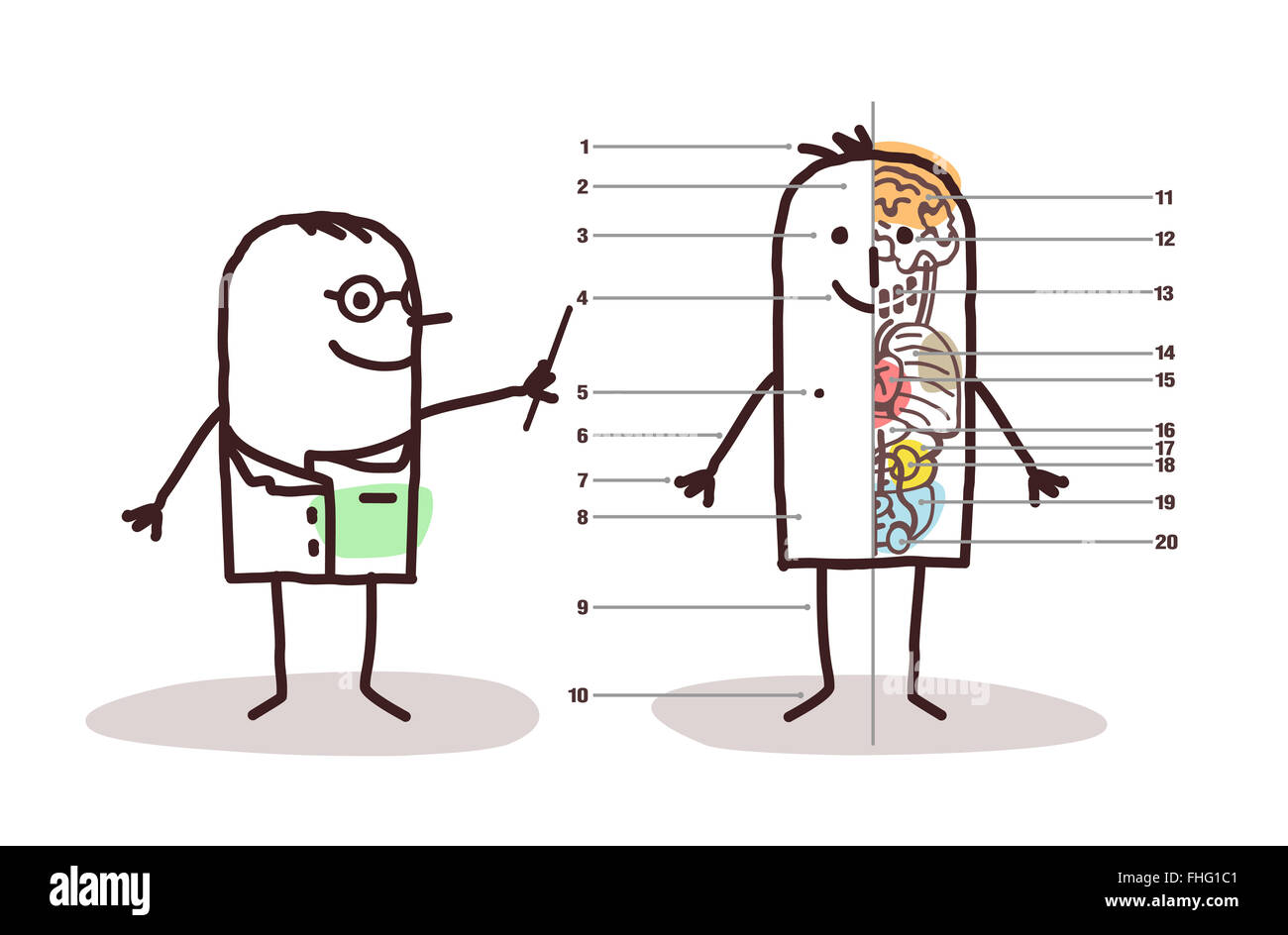 Cartoon anatomy hi-res stock photography and images - Alamy