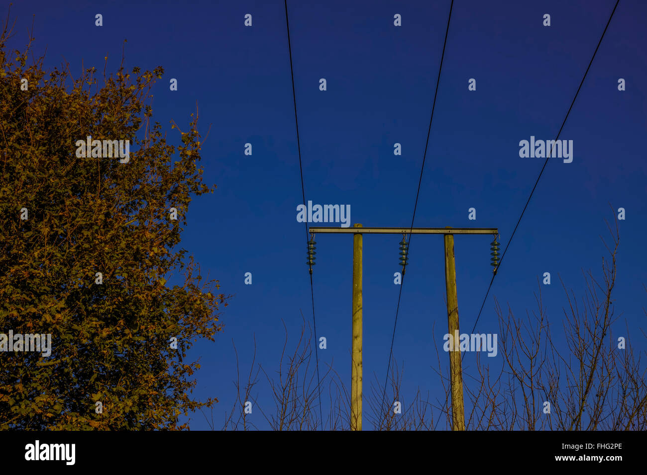 Pylon leaf hi-res stock photography and images - Alamy
