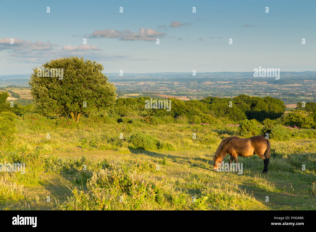 Wild pony Quantock Hills Somerset England UK countryside views on a ...