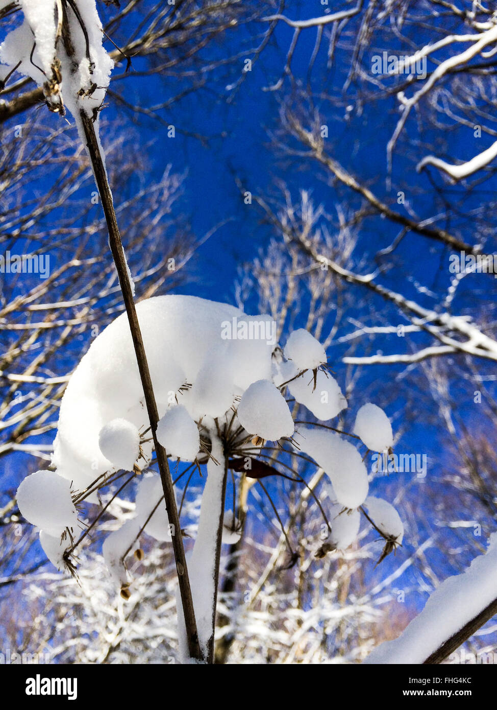 Closeup tree tops covered white hi-res stock photography and images - Alamy