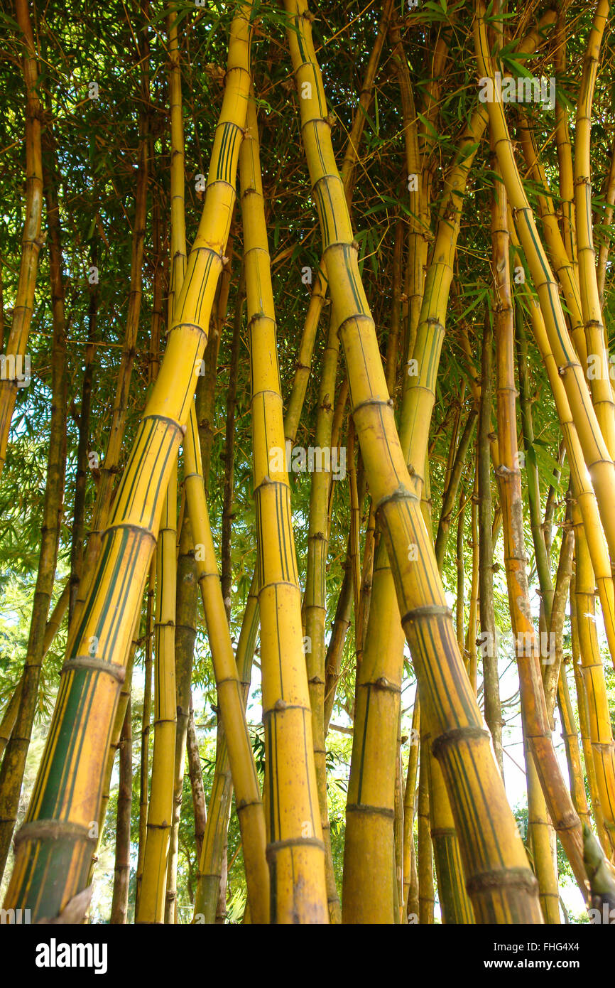 Yellow Bamboo Stock Photos & Yellow Bamboo Stock Images - Alamy