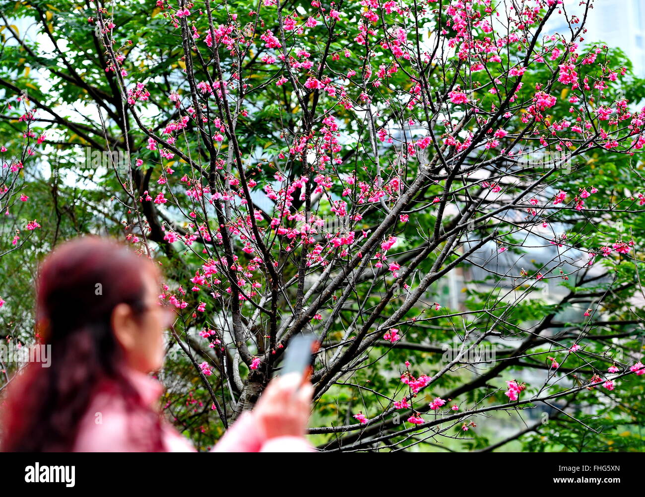 Taipei's Taiwan. 25th Feb, 2016. A tourist views oriental cherry ...