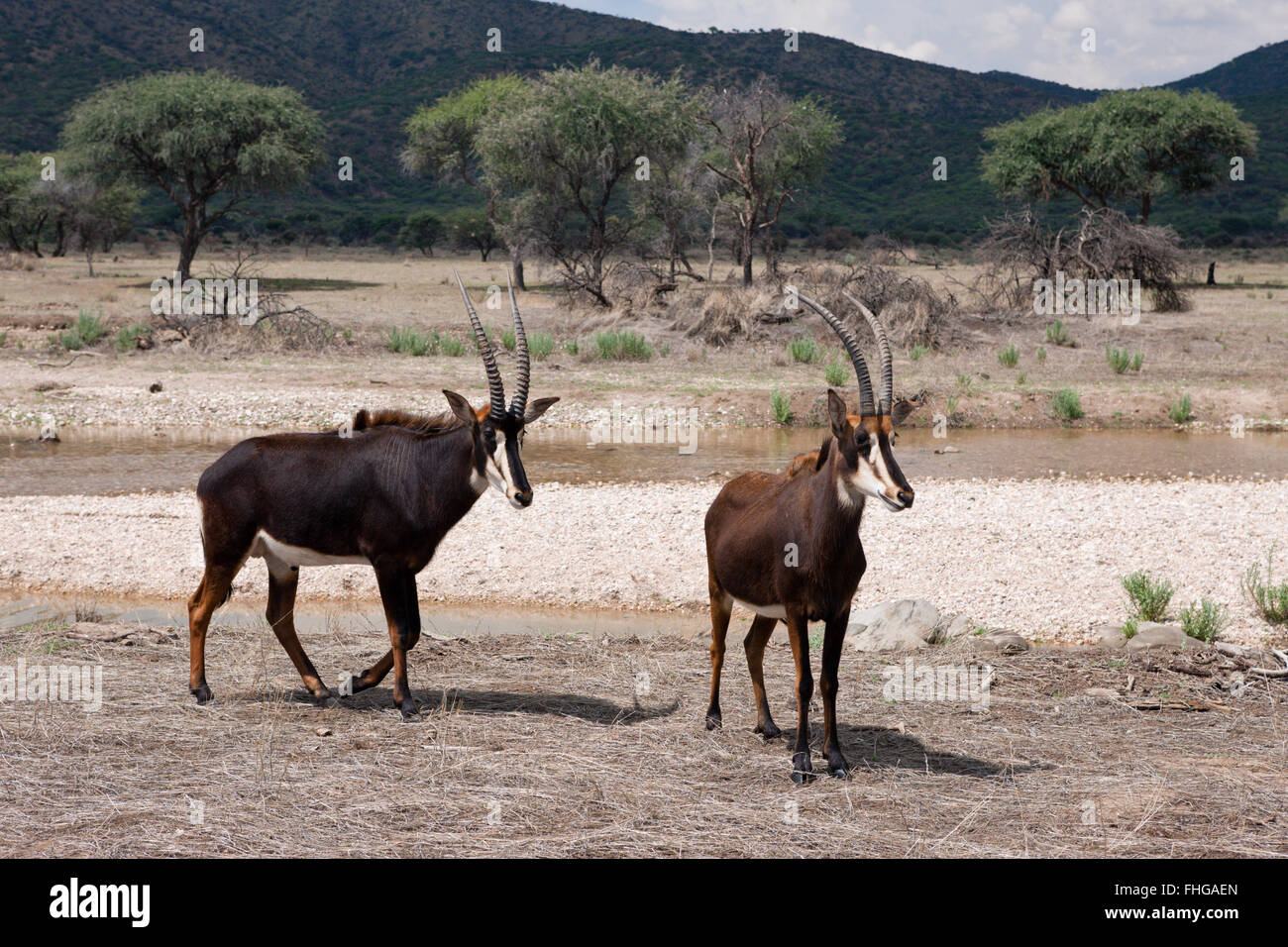 Pair of Sable Antilopes, Hippotragus niger, Namibia Stock Photo - Alamy