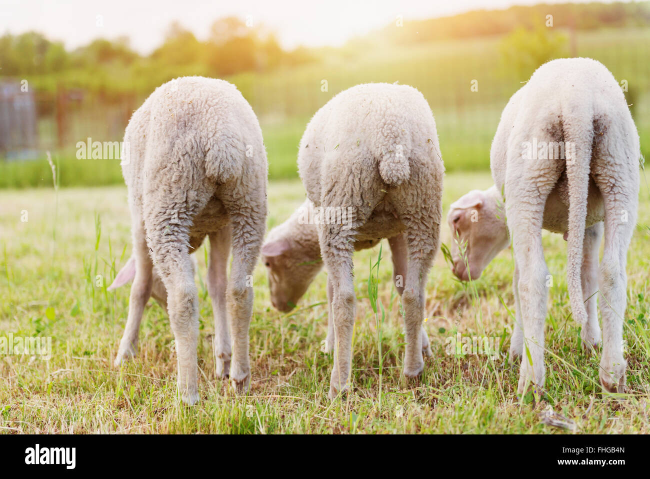 Three sheep grazing on green meadow, back view Stock Photo - Alamy