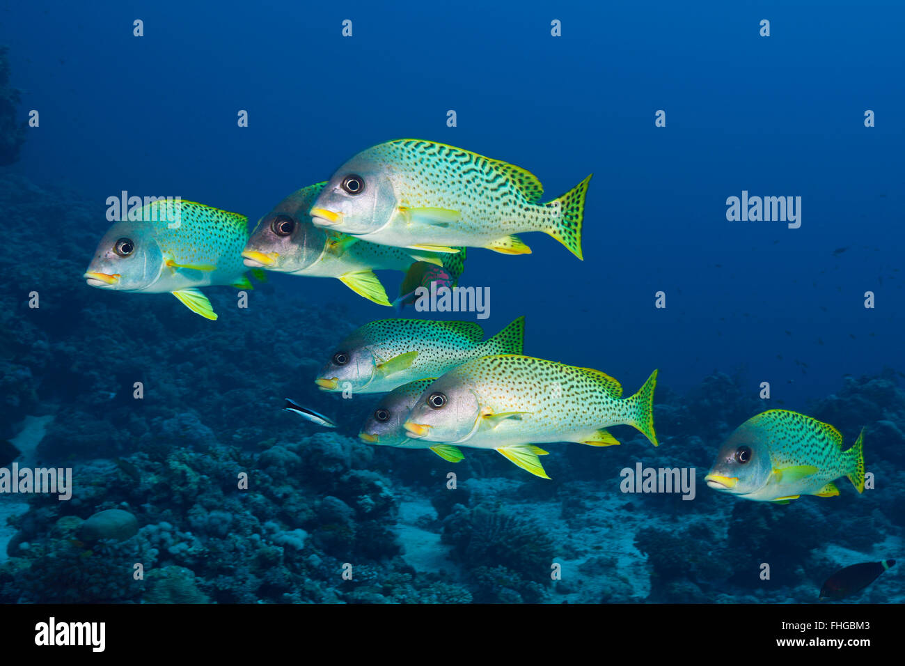 Shoal of Blackspotted Sweetlips, Plectorhinchus gaterinus, Red Sea ...