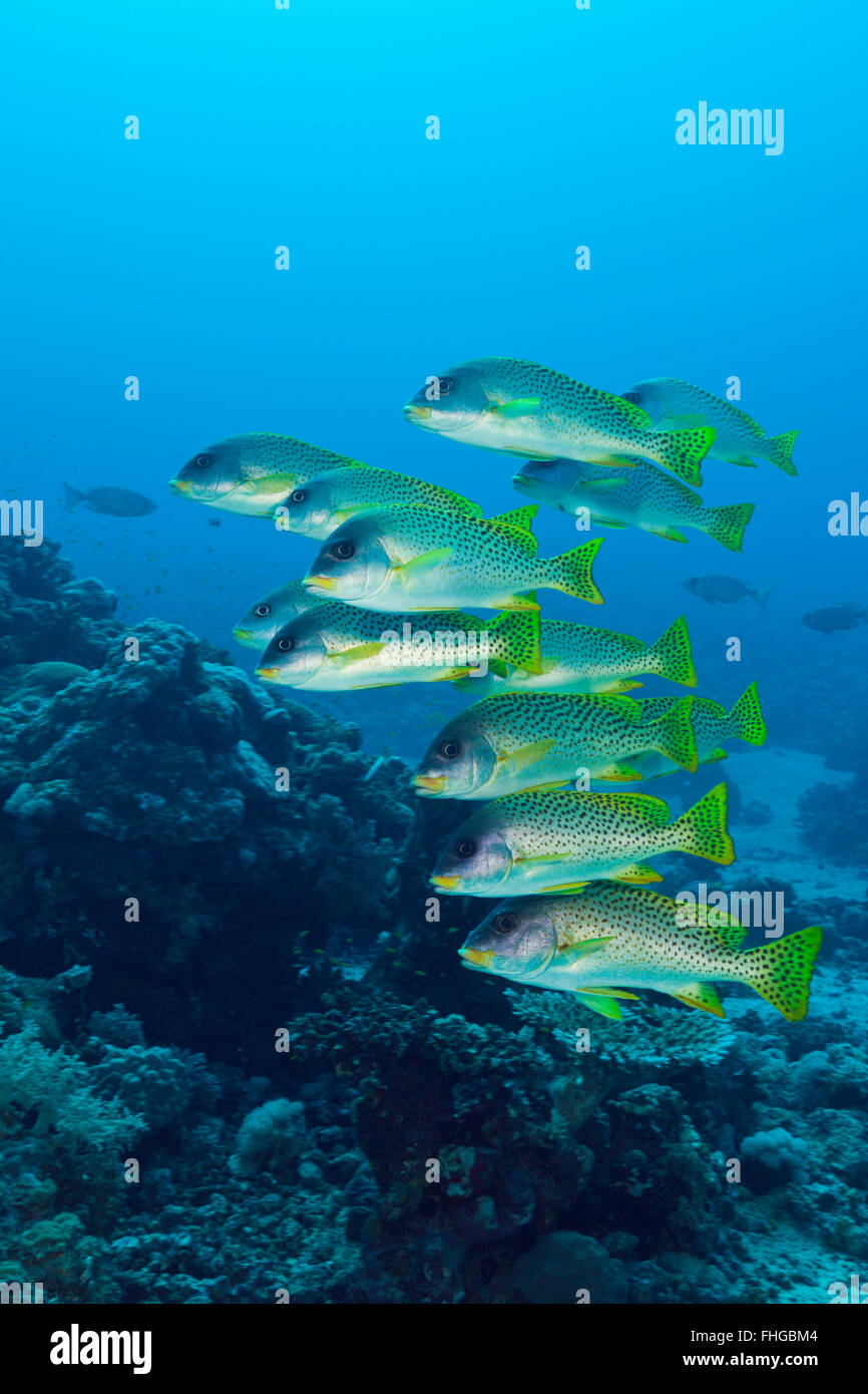 Shoal of Blackspotted Sweetlips, Plectorhinchus gaterinus, Red Sea ...