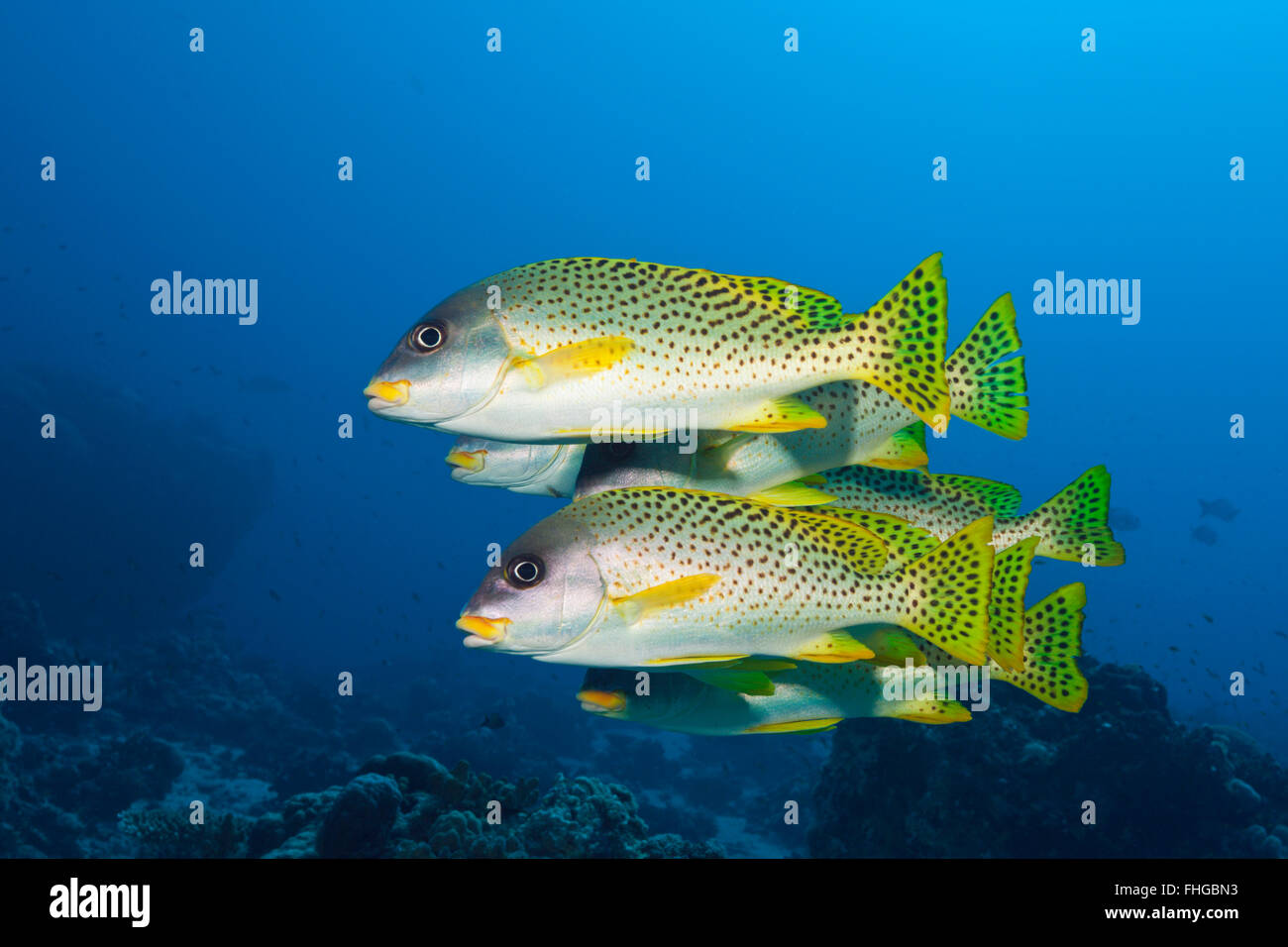 Shoal of Blackspotted Sweetlips, Plectorhinchus gaterinus, Red Sea ...