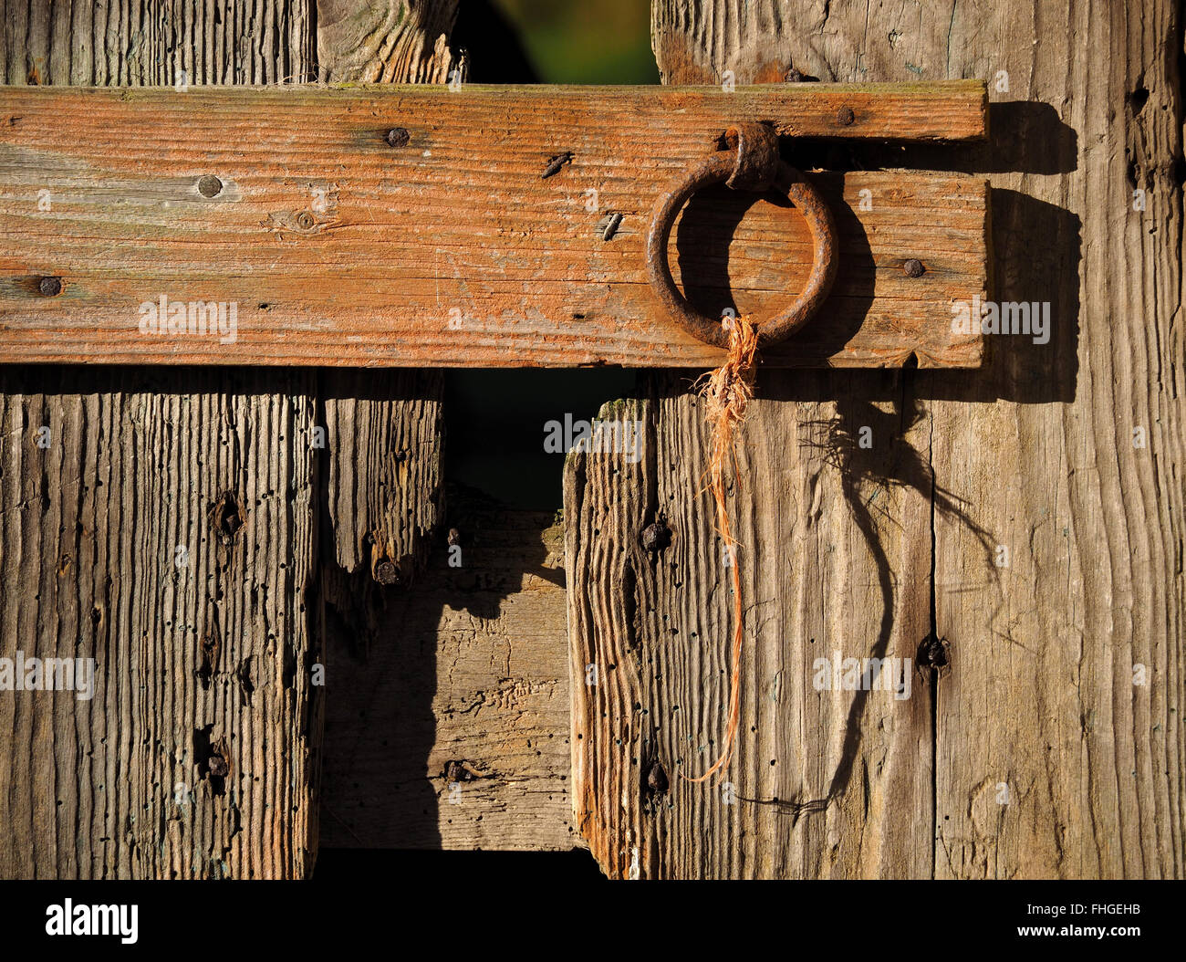 old wooden barn door with worn grain faded paint and iron ring handle ...