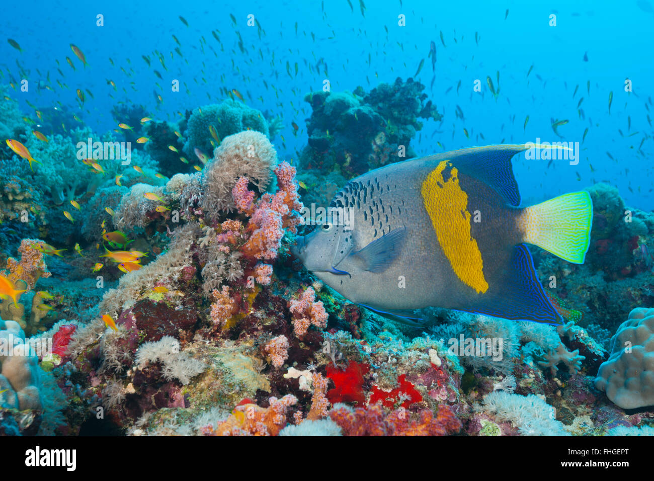 Yellowbar Angelfish, Pomacanthus maculosus, Sanganeb, Red Sea, Sudan ...