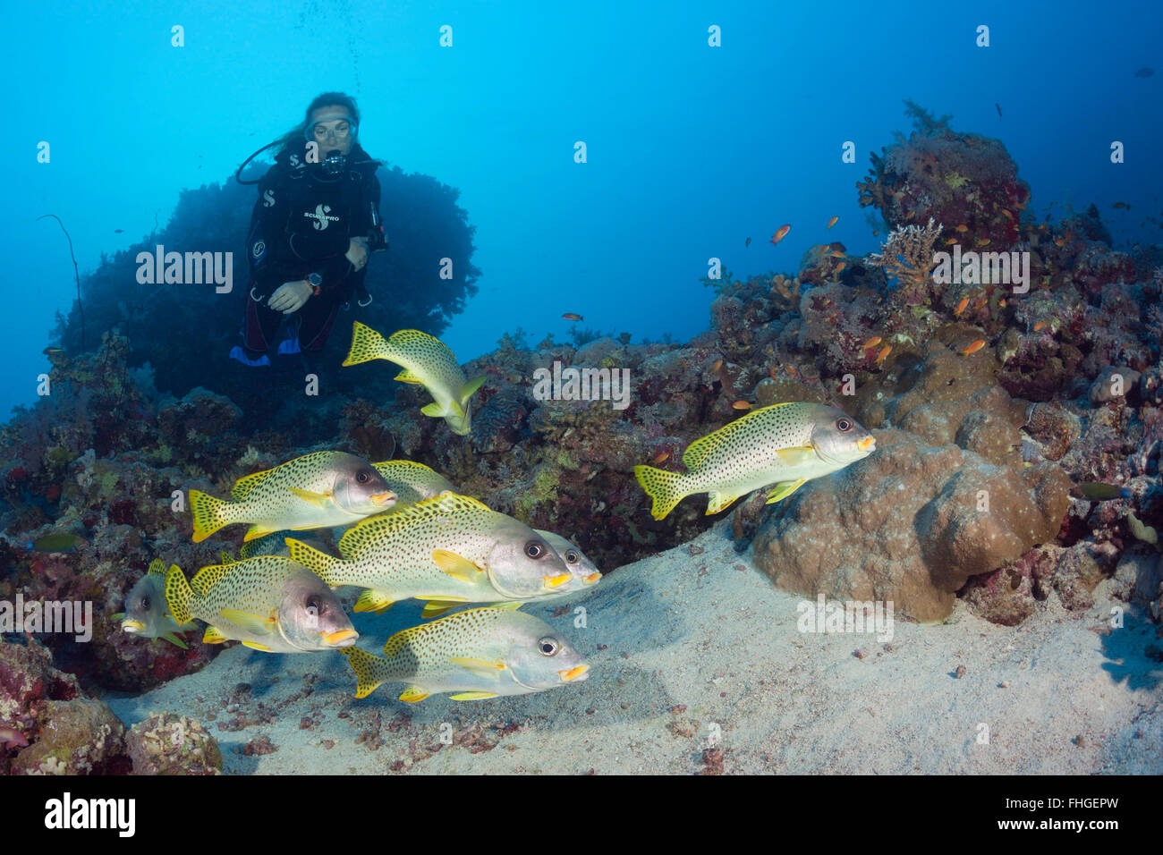 Scuba Diver and Blackspotted Sweetlips, Plectorhinchus gaterinus ...