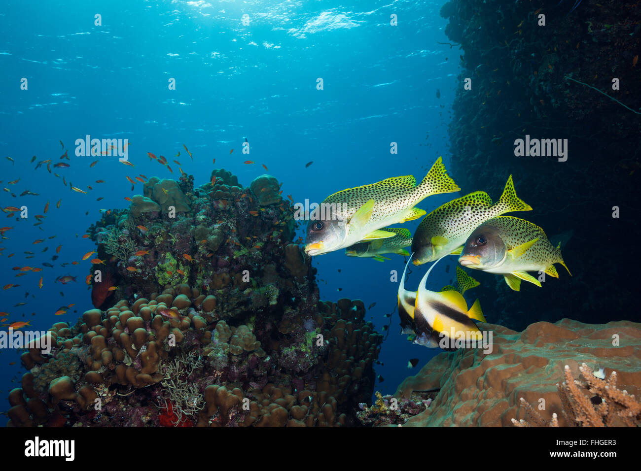 Blackspotted Sweetlips, Plectorhinchus gaterinus, Sanganeb, Red Sea ...