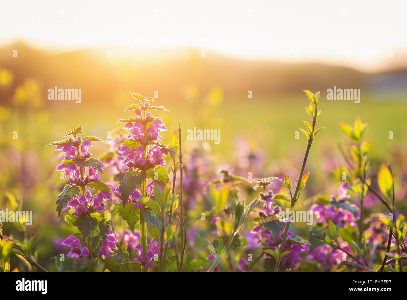 Summer meadow with colorful flowers. Sunny nature, sunset Stock Photo ...