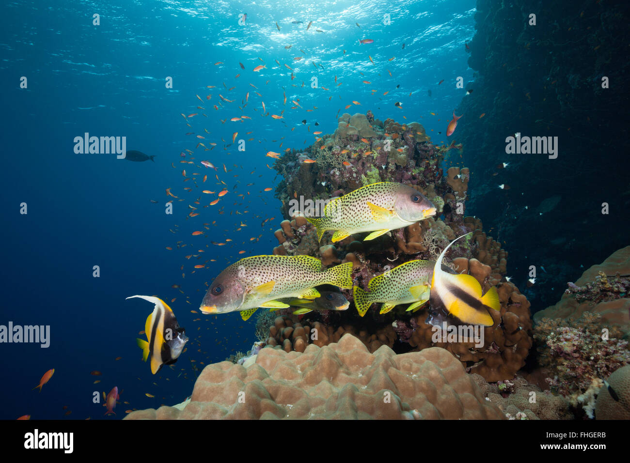 Blackspotted Sweetlips, Plectorhinchus gaterinus, Sanganeb, Red Sea ...