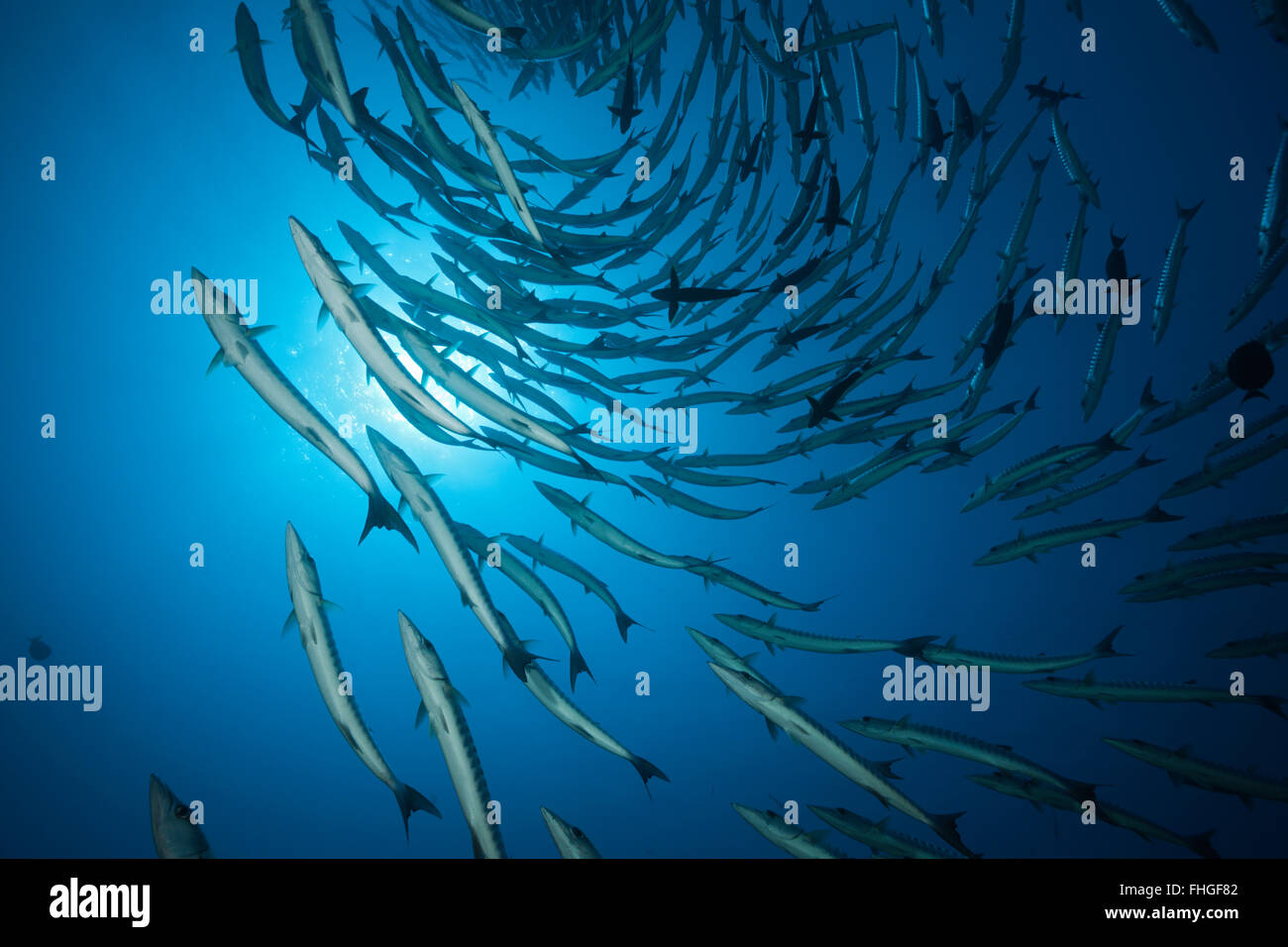 Shoal of Blackfin Barracuda, Sphyraena qenie, Shaab Rumi, Red Sea ...