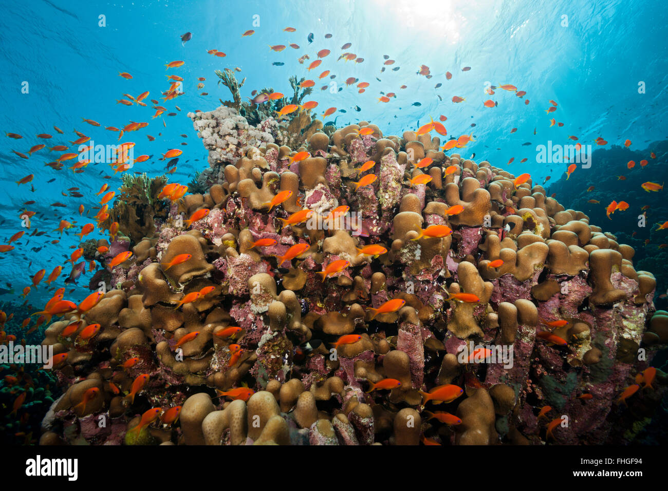 Coral reef fish red sea hi-res stock photography and images - Alamy