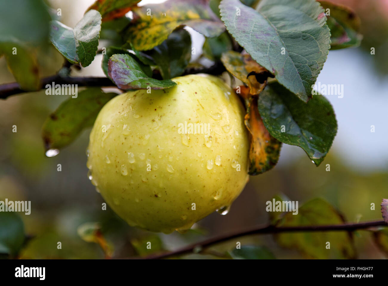 apple on the tree with rain drops Stock Photo - Alamy