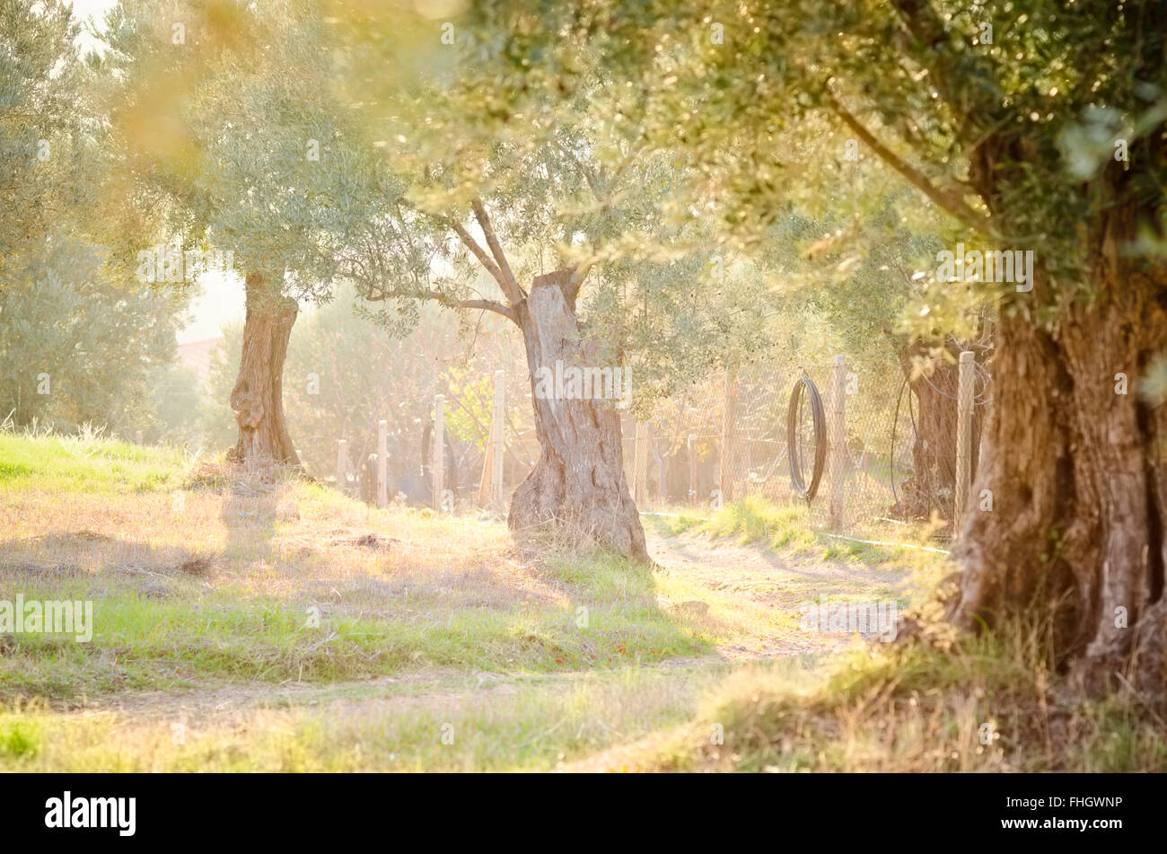Turkey, Aegean Region, Foca, Olive orchard, olive trees Stock Photo - Alamy