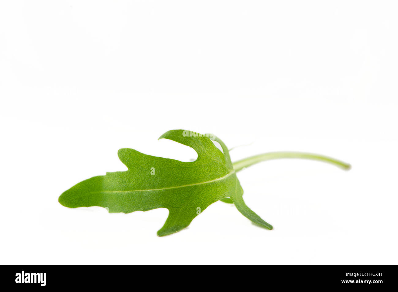 Ruccola leaves hi-res stock photography and images - Alamy