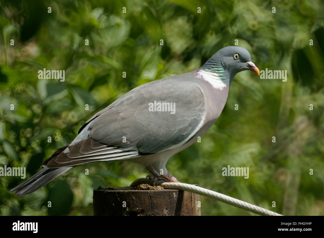 Woodpigeon plumage hi-res stock photography and images - Alamy
