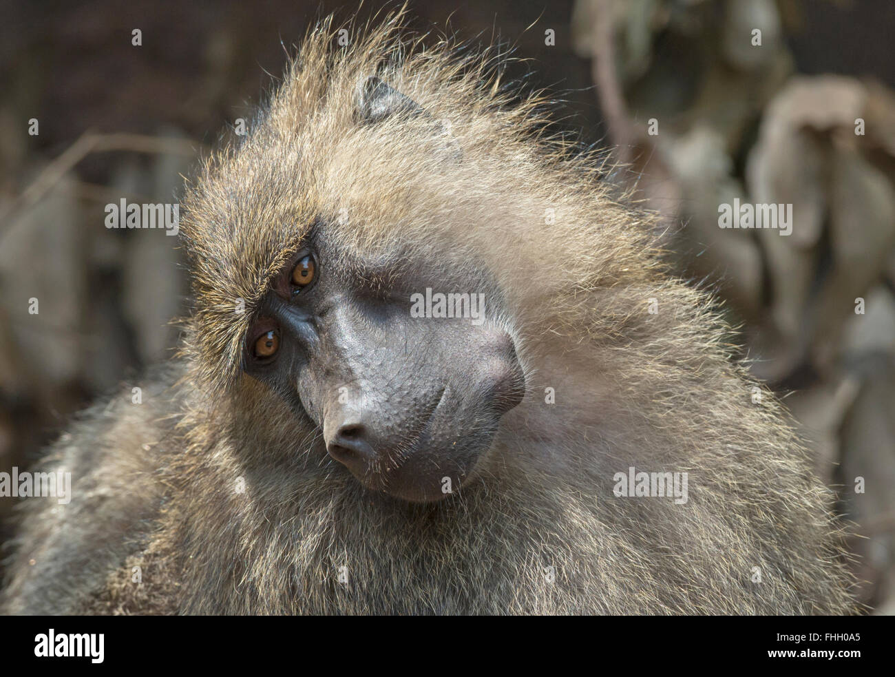 Olive baboon (Papio anubis Stock Photo - Alamy