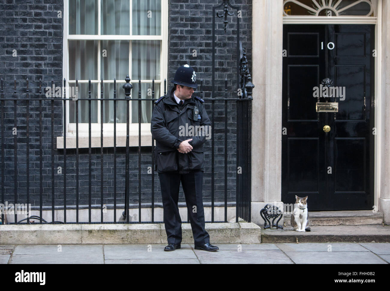 Larry the Downing street cat,Chief Mouser to the Cabinet Office. Larry ...
