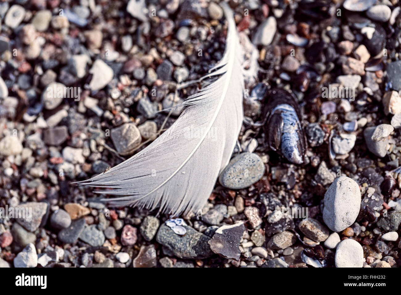macro of an old feather laying on a beach Stock Photo - Alamy