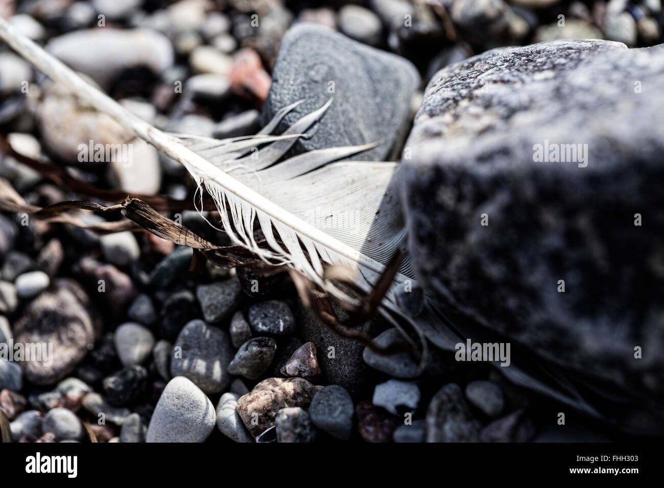 Feather laying hi-res stock photography and images - Alamy