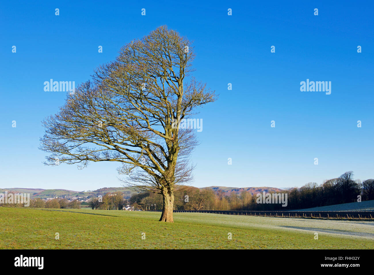 Half a tree in parkland near Ulverston, Cumbria, England UK Stock Photo ...