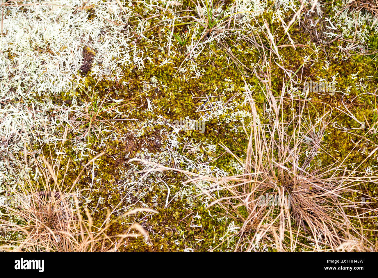 closeup of heather and moss for backgrounds Stock Photo - Alamy
