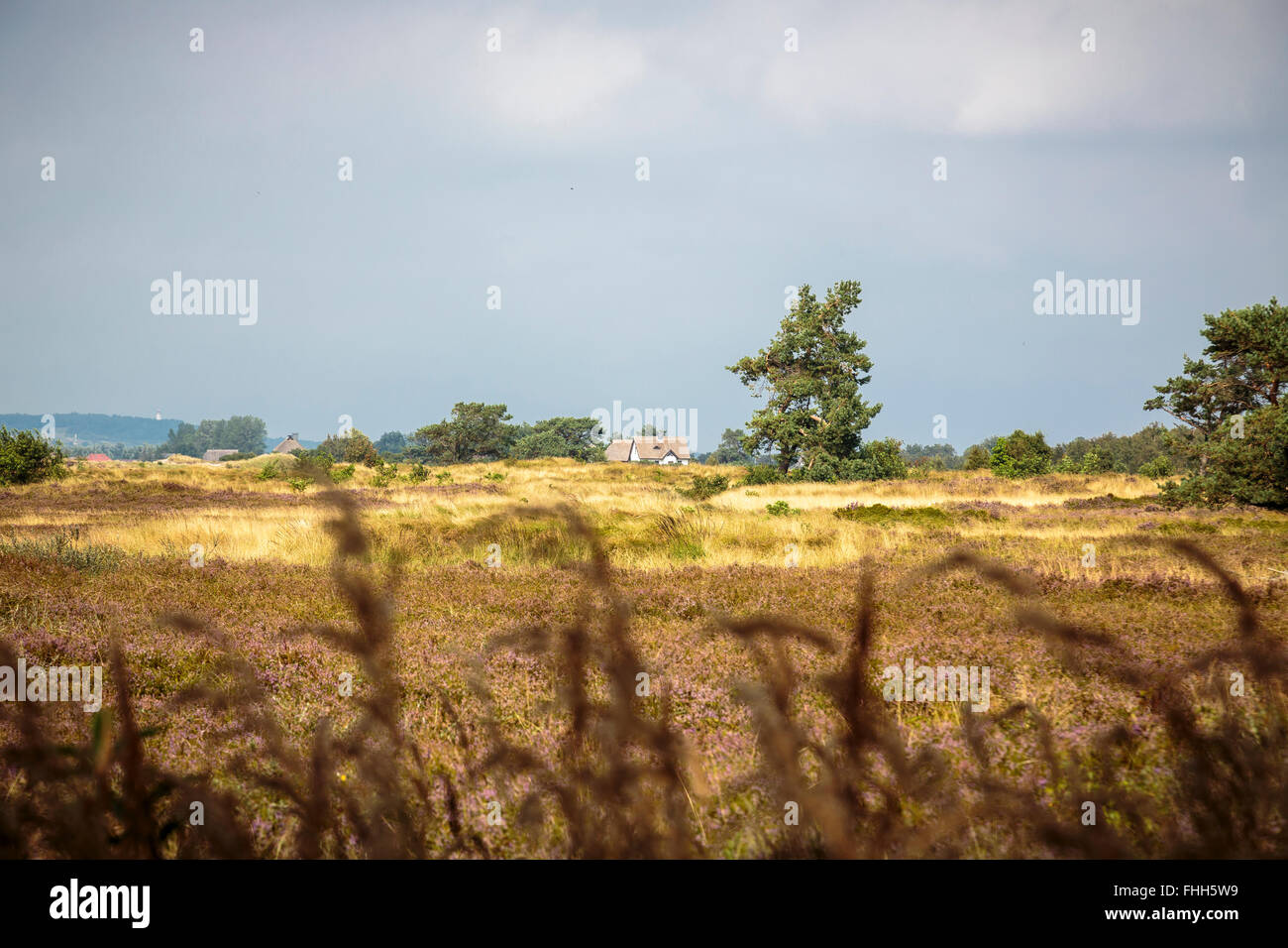 typical Hiddensee heath landscape with white cottage Stock Photo - Alamy