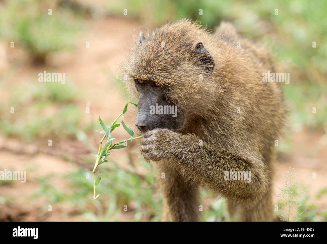Olive baboon (Papio anubis) eating a plant Stock Photo - Alamy