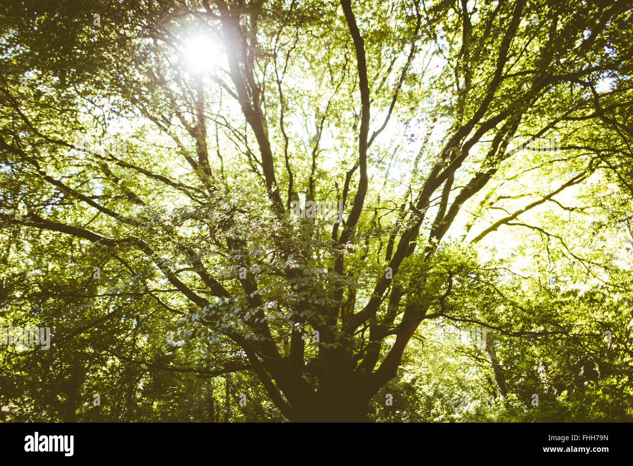 Light shining through tree branches Stock Photo - Alamy