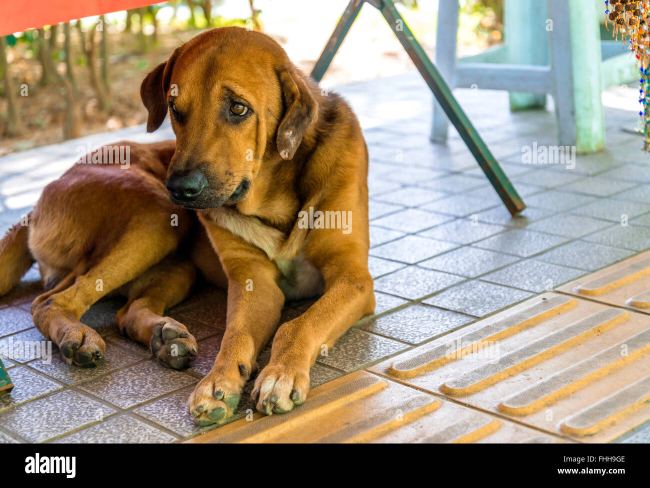 Homeless dog in Malaysia Stock Photo - Alamy