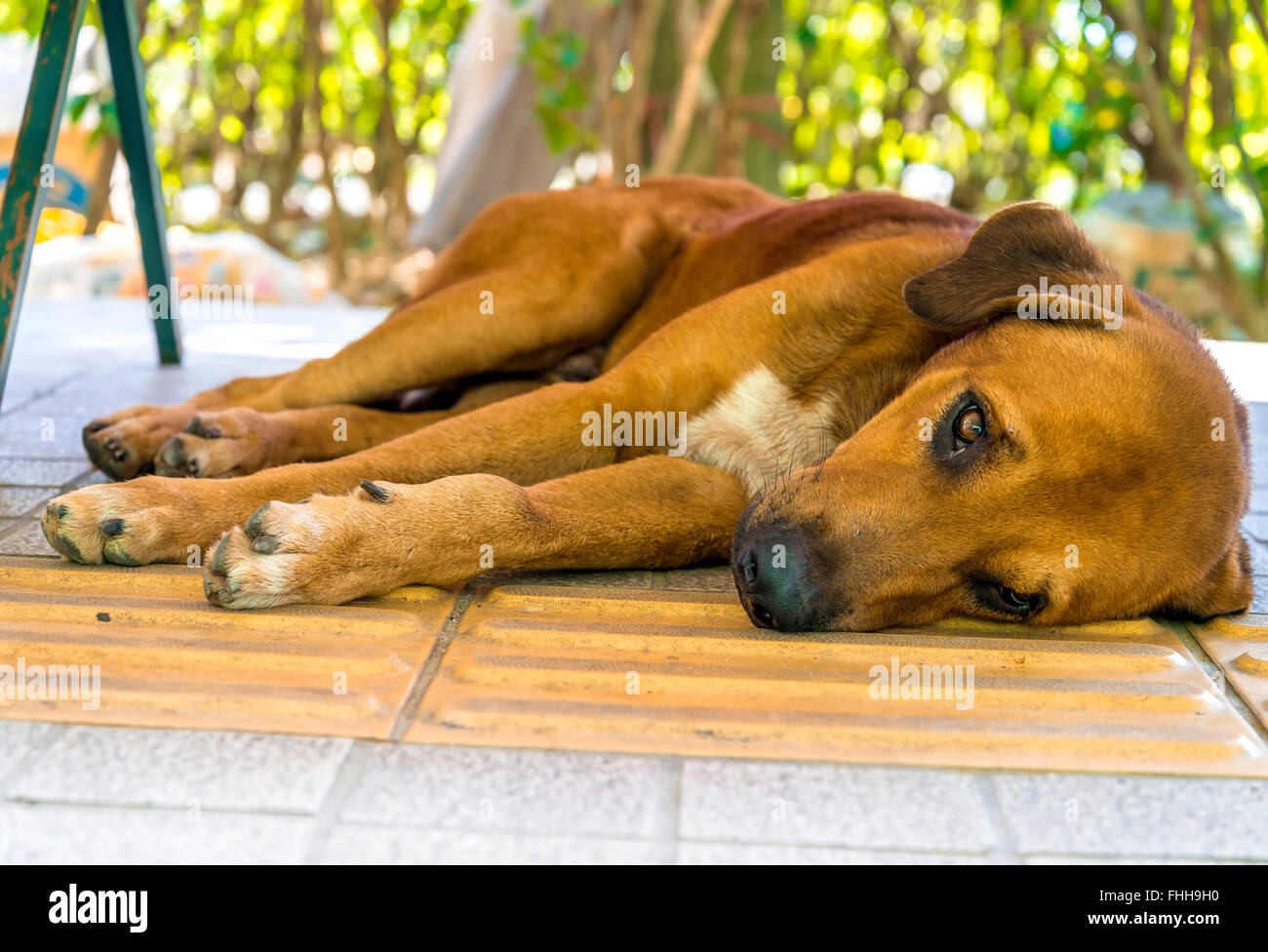 Homeless dog in Malaysia Stock Photo - Alamy