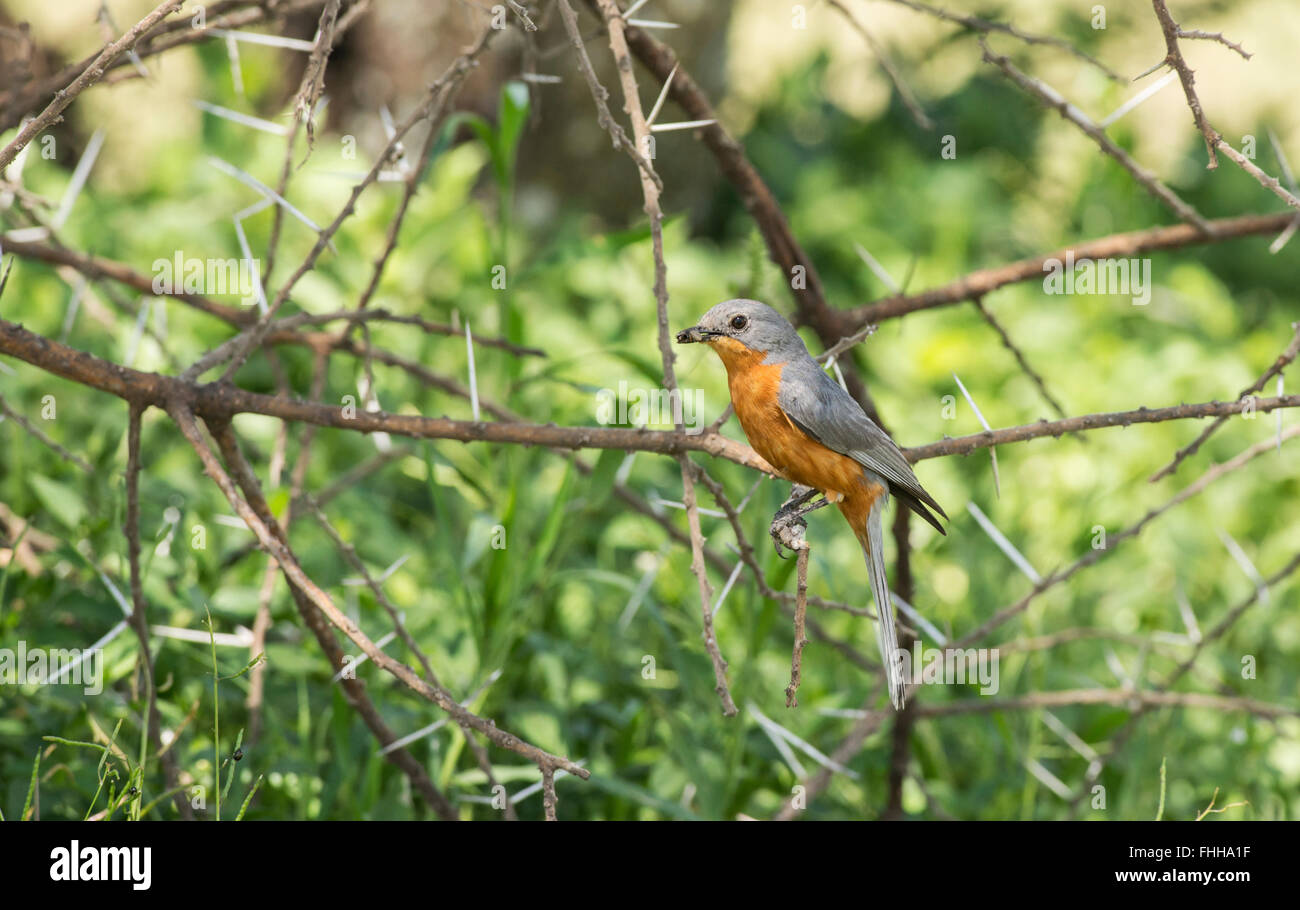 SIlverbird (Empidornis semipartitus) with insect prey Stock Photo - Alamy