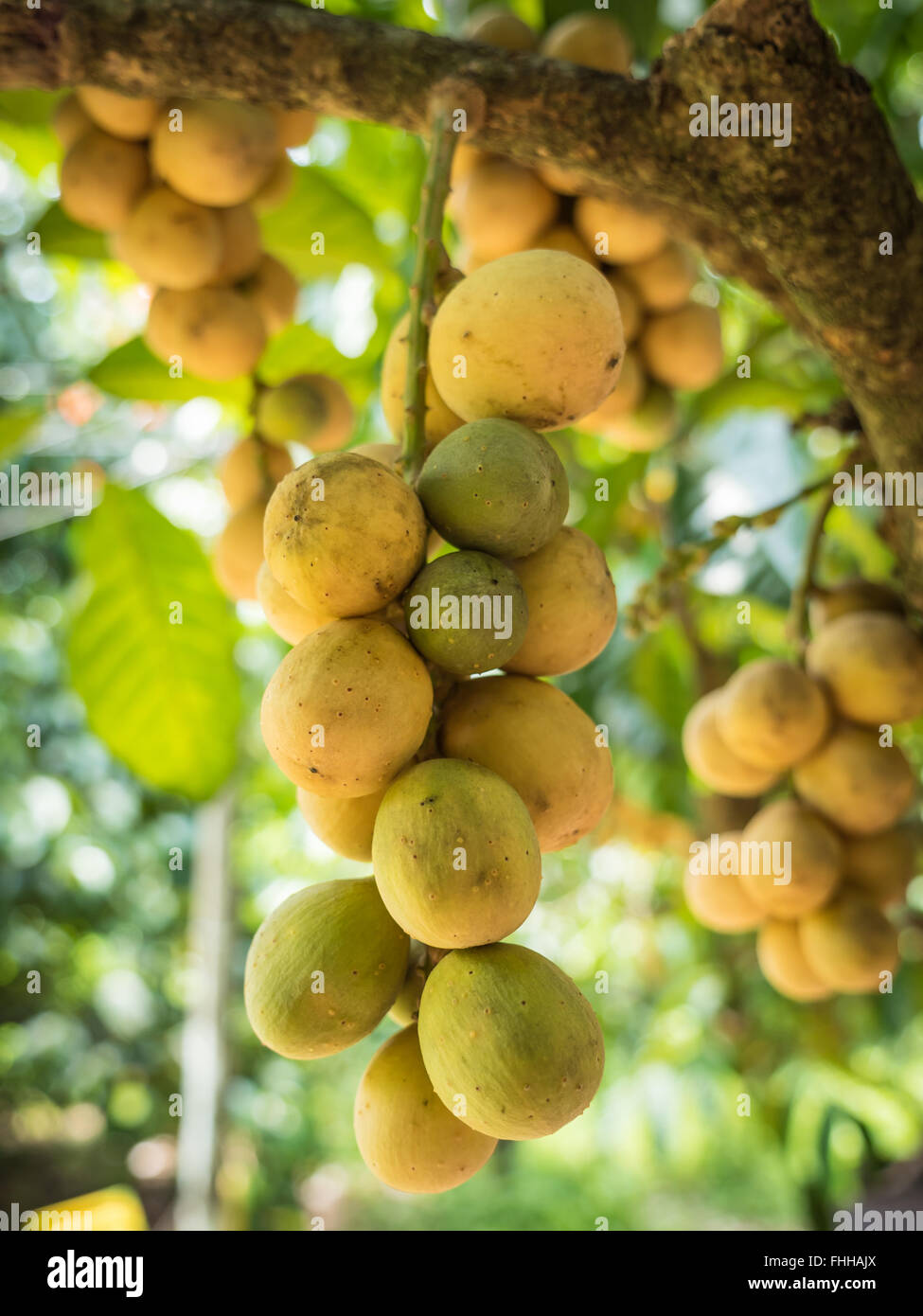 Longkong on tree hi-res stock photography and images - Alamy
