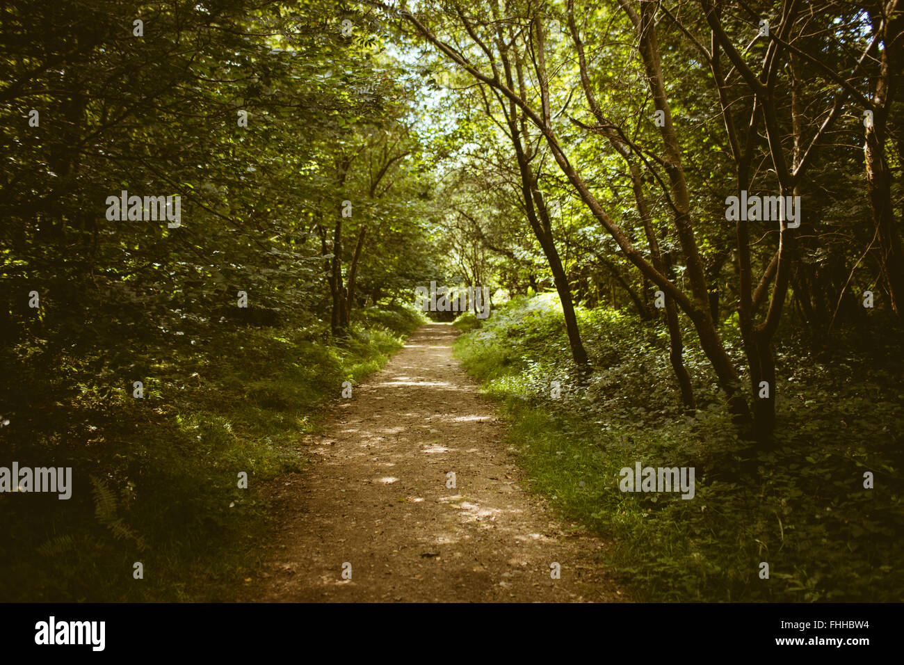 Path in a green forest Stock Photo - Alamy