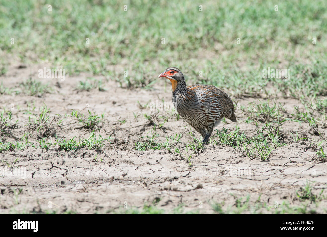 Grey-breasted spurfowl (Francolinus rufopictus) photographed in the Ngorongoro Conservation Area ...