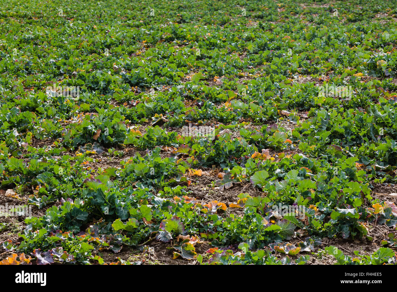 Beet field at the end of the winter Stock Photo - Alamy