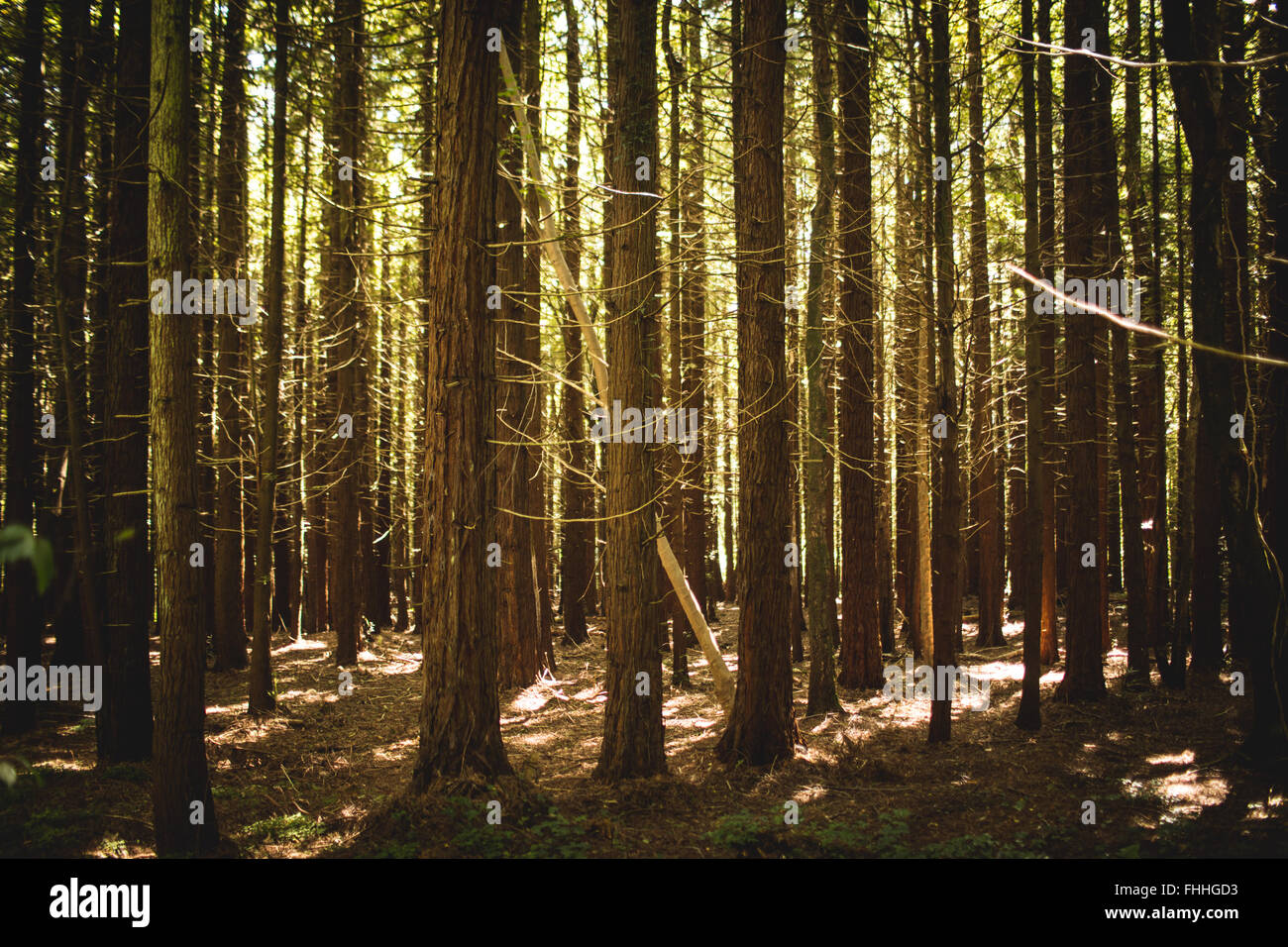 Tall trees in a forest Stock Photo - Alamy