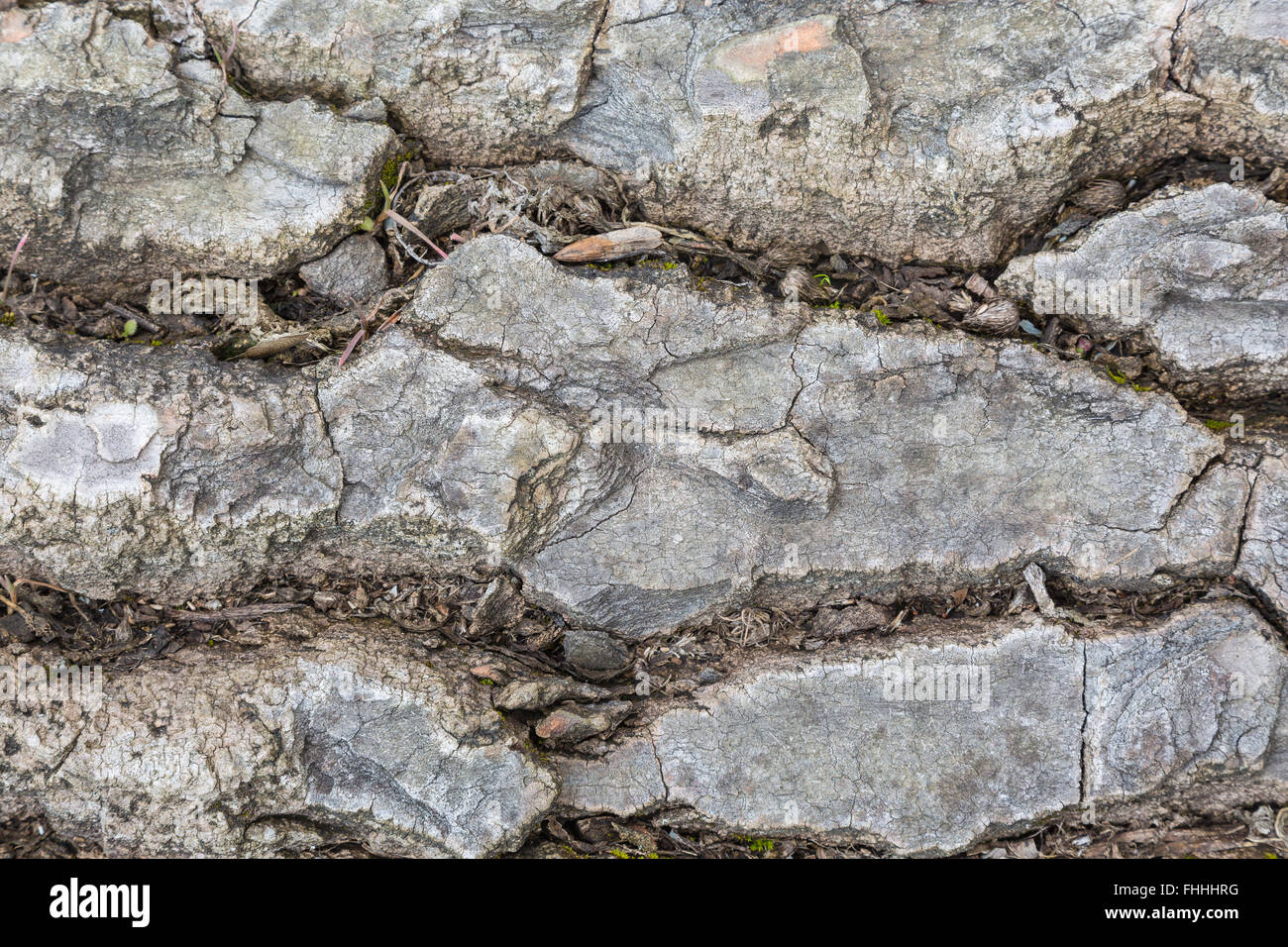 Bark of an old tree hi-res stock photography and images - Alamy