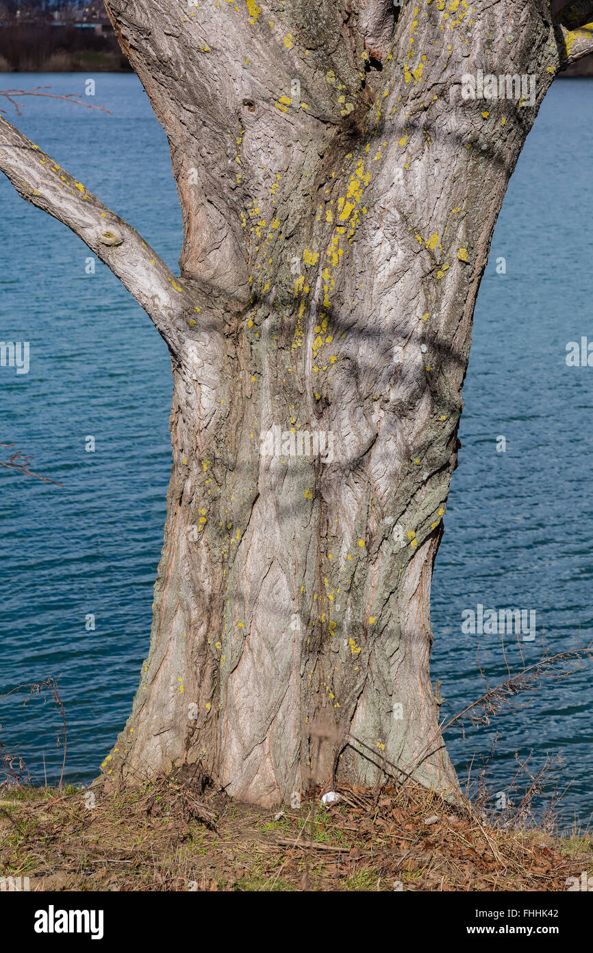 Old tree and lake in the background Stock Photo - Alamy